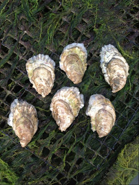 Town of Barnstable - Shellfishing - Eastern Oyster