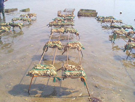 Town of Barnstable - Shellfishing - Eastern Oyster