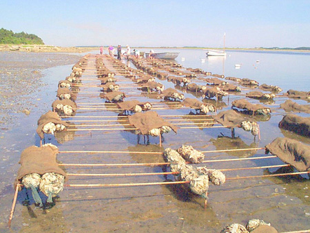 Town of Barnstable - Shellfishing - Eastern Oyster
