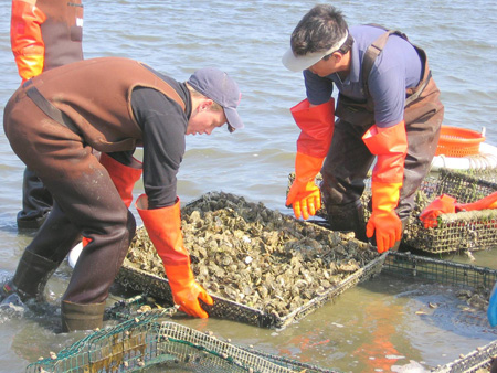 Town of Barnstable - Shellfishing - Eastern Oyster