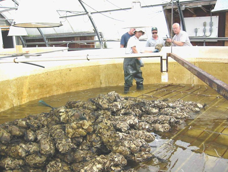 Town of Barnstable - Shellfishing - Eastern Oyster