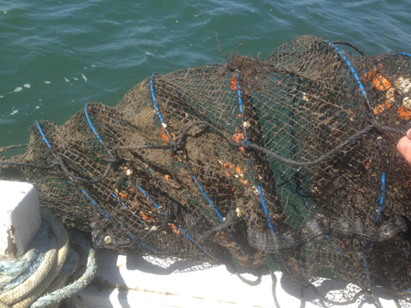 Town of Barnstable - Shellfishing - Bay Scallops
