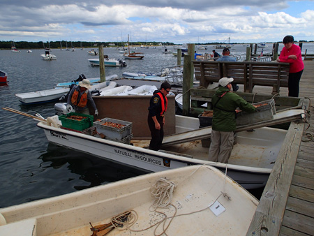 Town of Barnstable - Shellfishing - Bay Scallops