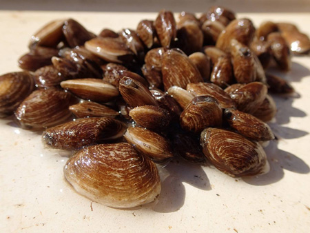 Town of Barnstable - Shellfishing - Softshell Clams (Steamers)