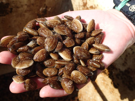 Town of Barnstable - Shellfishing - Softshell Clams (Steamers)