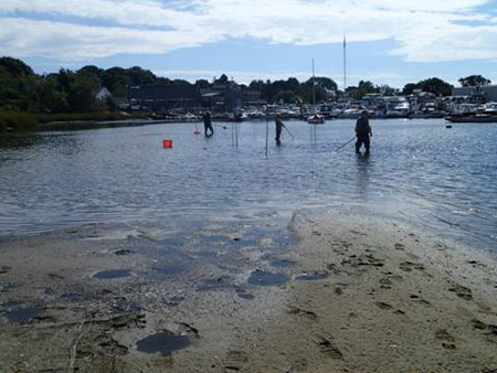 Town of Barnstable - Shellfishing - Softshell Clams (Steamers)
